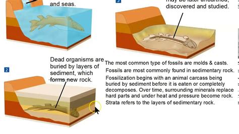 Fossils In Sedimentary Rock Layers