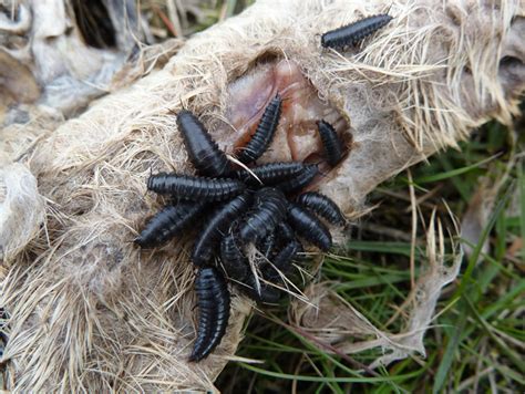 Carrion Beetle Life Cycle A Fascinating Journey Of Natures Recyclers
