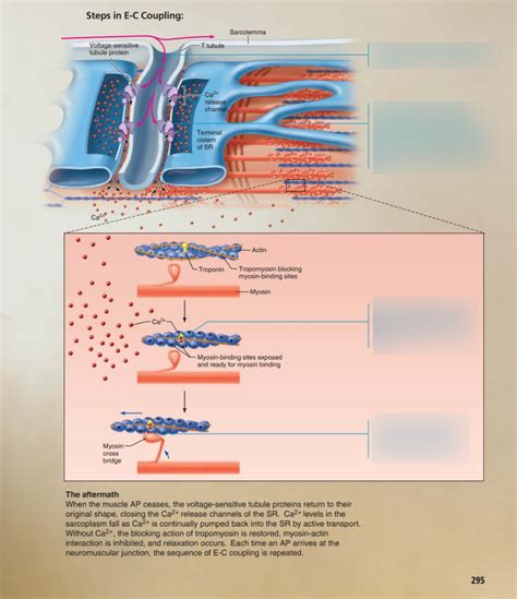 Excitation Contraction E C Coupling Diagram Quizlet