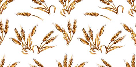 밀 호밀 보리 또는 귀리의 스파이크 렛 원활한 배경 익은 시리얼 빵 생산을위한 곡물 손으로 그리기 흰색 배경에 고립되어 있습니다