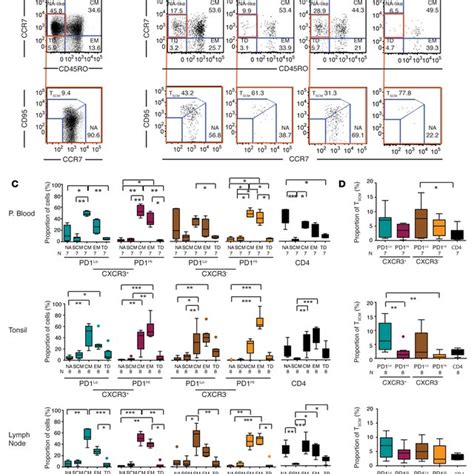 Characterization Of Memory Cell Subsets Within Tfh Like Cells A And