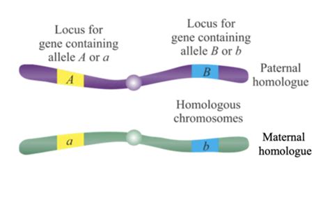 Mls 4171 3 Genetic Variation Types Of Mutation Flashcards Quizlet