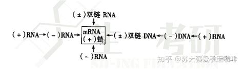 生物化学思维导图 Rna转录和后加工 知乎
