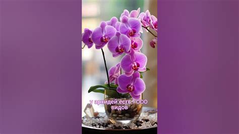 Орхидеи самые разновидные цветы загадочные топ5 путешествия необычныеместа приключения
