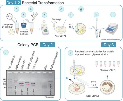Cell Press Star Protocols
