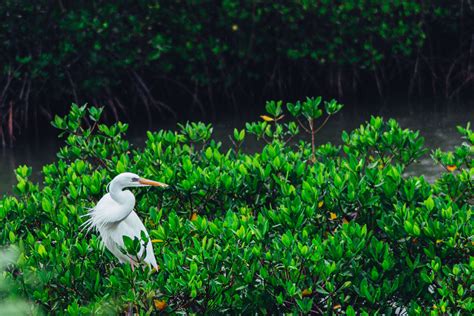 A New Local Mapping Project Aims To Protect Mangroves Sarasota Magazine