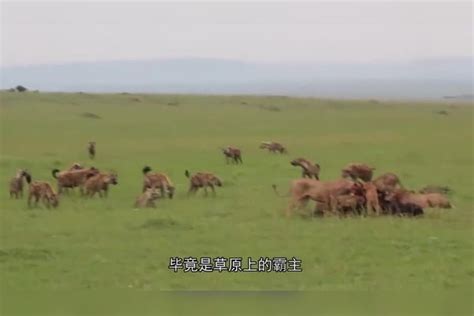 鬣狗太猖狂！25只鬣狗攻击落单母狮，遭雄狮抄家一个不留！鬣狗攻击雄狮