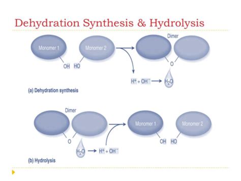 15 Quizlet Ap Bio Questions Flashcards Quizlet