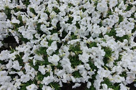 从上面的花坛上盛开着白色的牵牛花