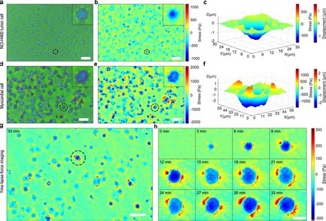 High Throughput And Time Lapse Vertically Directed Cell Force