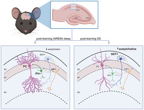 Interneuron Circuit Motifs And Their Regulation By State A Conserved Download Scientific