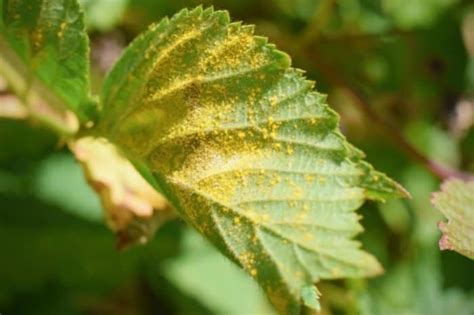 How To Get Rid Of Rust Fungus An Overview Gardening Dream