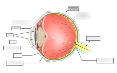 Anatomy And Physiology The Eye Quiz Diagram Quizlet