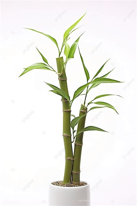 대나무 배경 배경 화면 및 일러스트 무료 다운로드 Pngtree