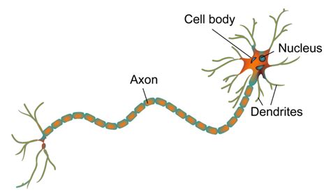Neurons The Building Blocks Of The Nervous System Ck 12 Foundation