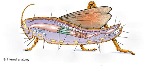 Grasshopper Internal Diagram Quizlet