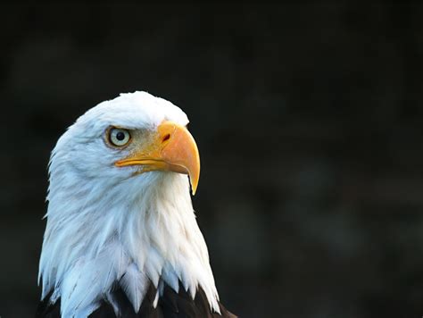 Foto gratuita di animale, aquila, aquila calva