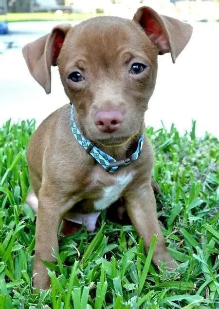 Pitbull Chihuahua Mix 10 Fantastiske Fakta Om Pithuahua Eller Chipit