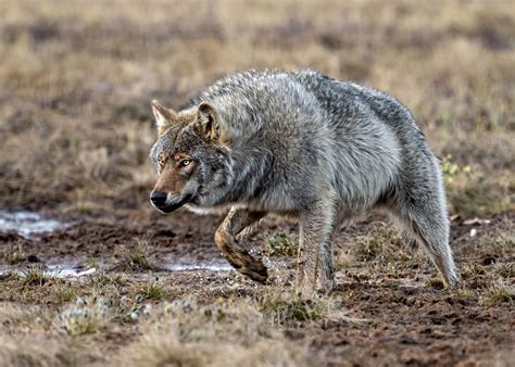 Wolf On The Prowl Image Critiques Nature Photographers Network