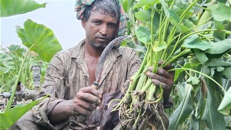 লতি রাজ কচুর চারা লতি রাজ কচু চাষ 01710259609 Youtube