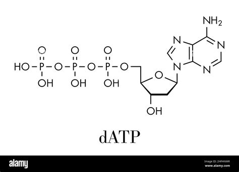 Nucleotide Structural Formula
