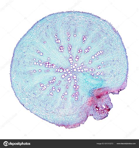 Radish Root Cross Section Light Microscope Traverse Section Root Raphanus Stock Photo By Furian