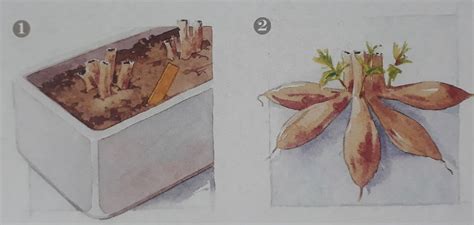 როგორ გავახაროთ და მოვუაროთ გეორგინებს რომ გაგილამაზოთ შემოდგომის ბაღი სასარგებლო რჩევები