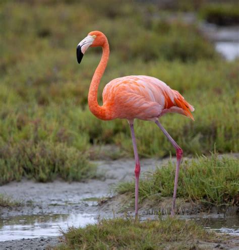 American Flamingo Facts Caribbean Flamingos