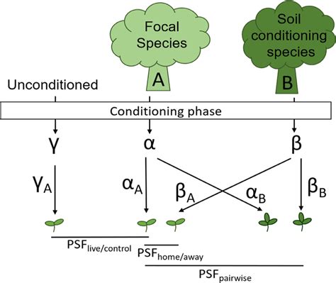Psf Metrics Have In Common That They Compare The Growth Of A Focal