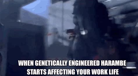 Harambe Doesnt Forget Album On Imgur