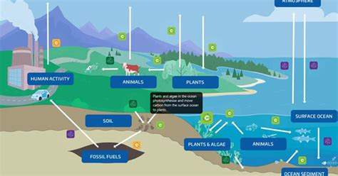 Carbon Cycle Interactive Intermediate Images Encounter Edu