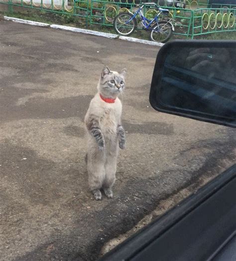 「え？呼んだ？」と聞き返してるようなポーズをするおもしろい猫（笑）