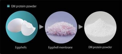 Eggshell Membrane Alchetron The Free Social Encyclopedia
