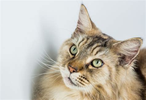 What Diseases Are Maine Coon Cats Prone To Petzooie