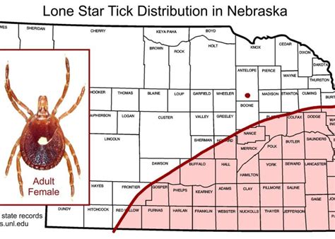 Practice Tick Safety To Avoid Getting An Allergy To Red Meat Drovers