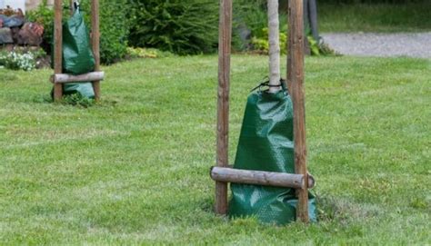 Tree Watering Bags Effectiveness How And When To Use