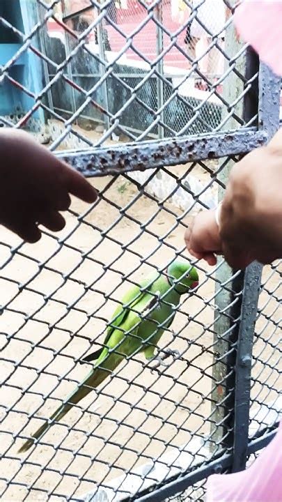 কামড় দিয়ে রক্ত বের করে দিলো দুষ্টু পাখি 😡🦜 Shorts Trending Viralshorts Birds Youtube