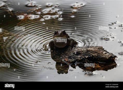 A Closeup Of Poisonous Toad Yeah Calling Male In The Water With Huge