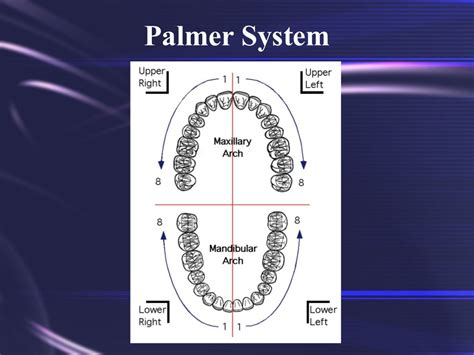 Tooth Morphology Basics