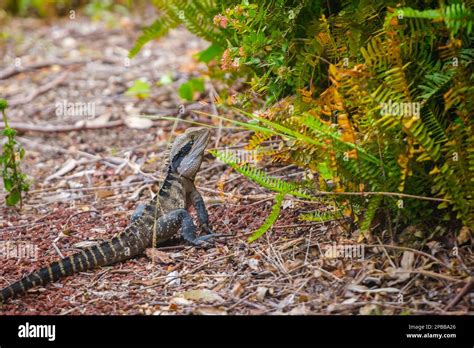 Portrait Of The Australian Water Dragon Intellagama Lesueurii In Its