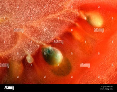 Creative Surprising Macro Image Of Tomato Pulp Abstract Fresh