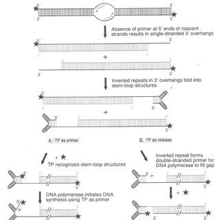 6 Models For Replication Of Linear Plasmids Containing 5 Terminal Download Scientific Diagram