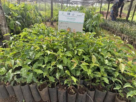 Reforesting Rwanda Launch Of The 2024 2025 National Tree Planting