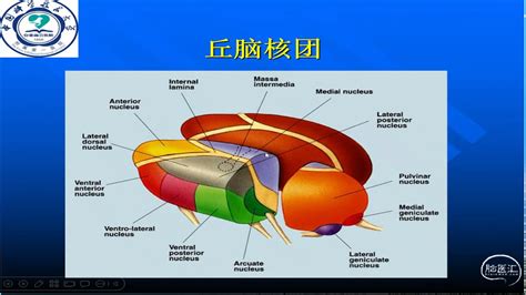 牛朝诗教授团队：脑深部常用核团解剖与立体定向定位 脑医汇