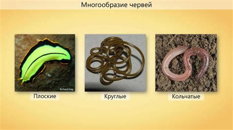 Тип Кольчатые черви Класс Многощетинковые черви презентация онлайн