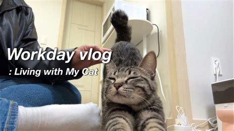 Vlog 꽁꽁 얼어붙은 직장인 위로 고양이가 걸어다닙니다 대기업 직장인 브이로그 도시락 싸서 출근 테니스 레슨 시작 본가 가서 먹방 어글리어스 야채