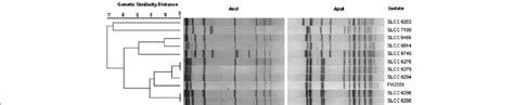 Dendrograms Derived From Pfge Profiles Of Asci And Apafi Download Scientific Diagram