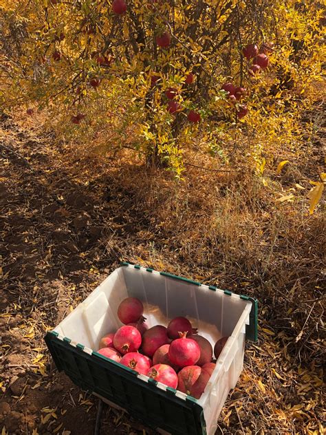 How Do You Make Nital Etch Rmetallurgy