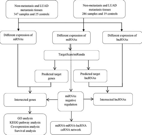 Flow Chart Of Bioinformatics Analysis Download Scientific Diagram