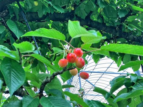 矢野農園🍒中野市さくらんぼ狩り Yanonouen166 • Instagram Photos And Videos
